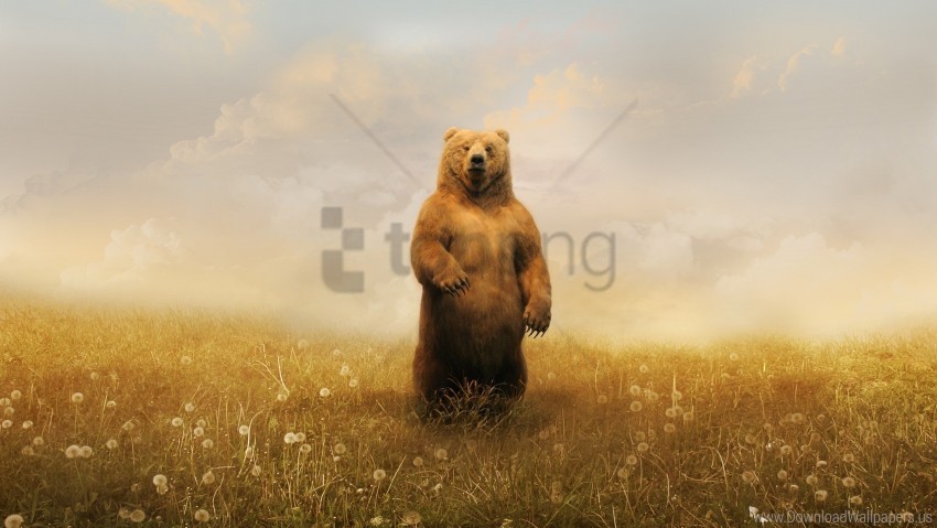 Free download | HD PNG bear brown field flowers walk wallpaper ...