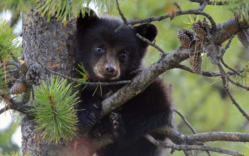 Free download | HD PNG bear cub fur tree twigs wallpaper background ...
