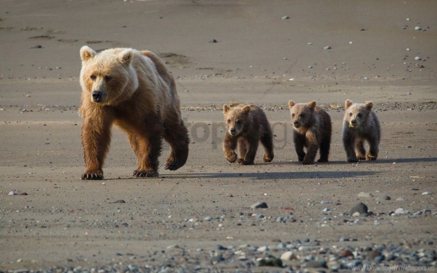 Free download | HD PNG bear cub walk walking wallpaper background best ...