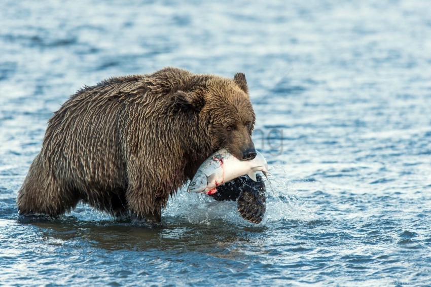 Free download | HD PNG bear fish food water wallpaper background best ...
