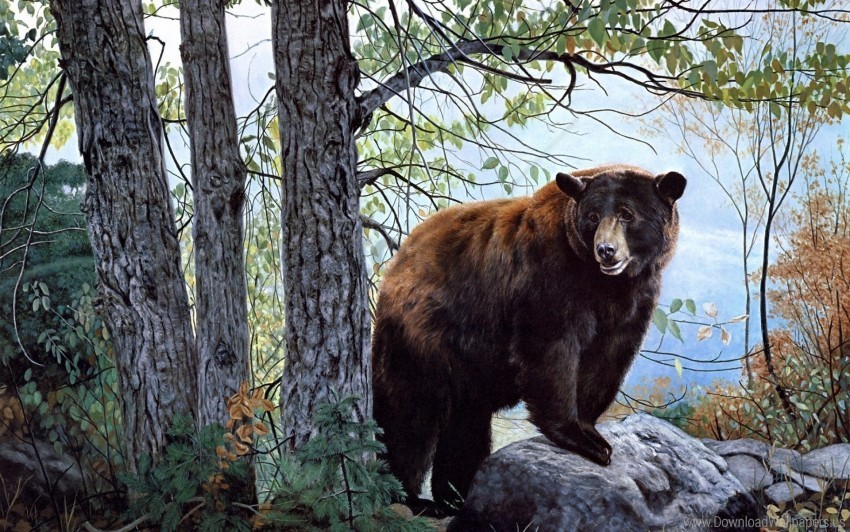 Free download | HD PNG bear forest trees wallpaper background best ...