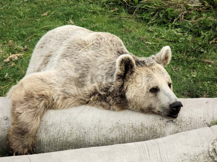 Free download | HD PNG bear lazy lying tree wallpaper background best ...