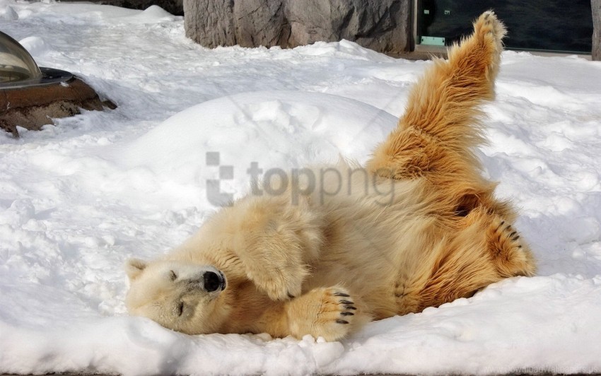 Free download | HD PNG bear lie playful polar bear snow wallpaper ...