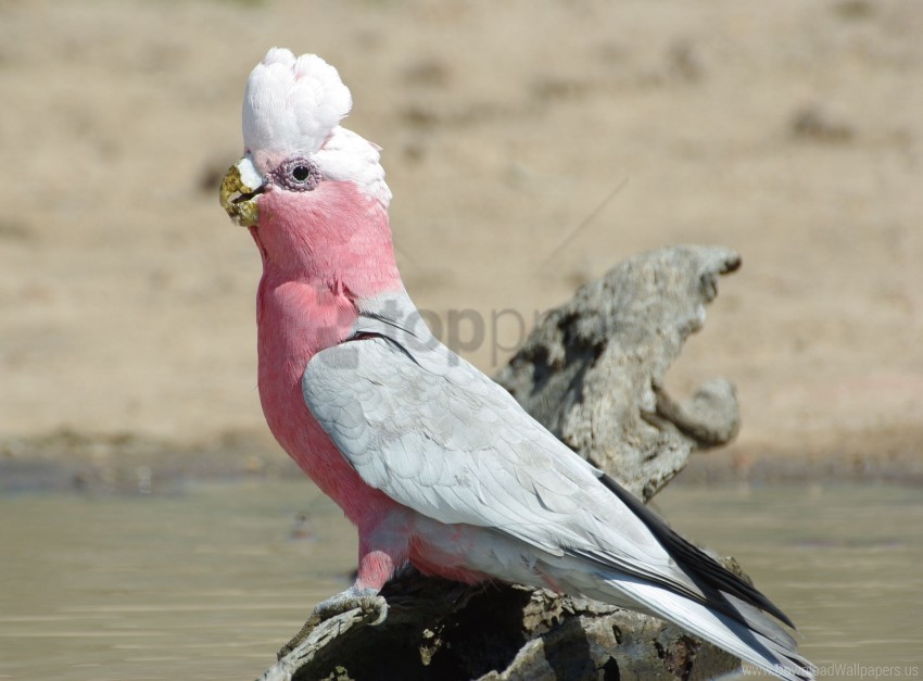 Free download | HD PNG beautiful bird galah parrot wallpaper background ...
