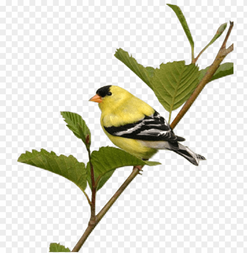 Free download | HD PNG beautiful birds PNG transparent with Clear ...