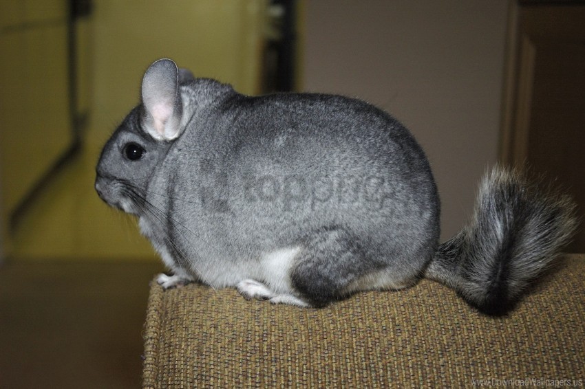Free download | HD PNG beautiful chinchilla cute fur tail wallpaper ...