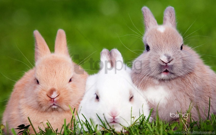 Free download | HD PNG beautiful color rabbits wallpaper background ...
