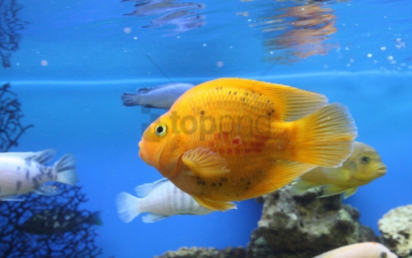 Free download | HD PNG beautiful fish swim wallpaper background best ...