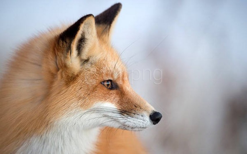 Free download | HD PNG beautiful fox wallpaper background best stock ...