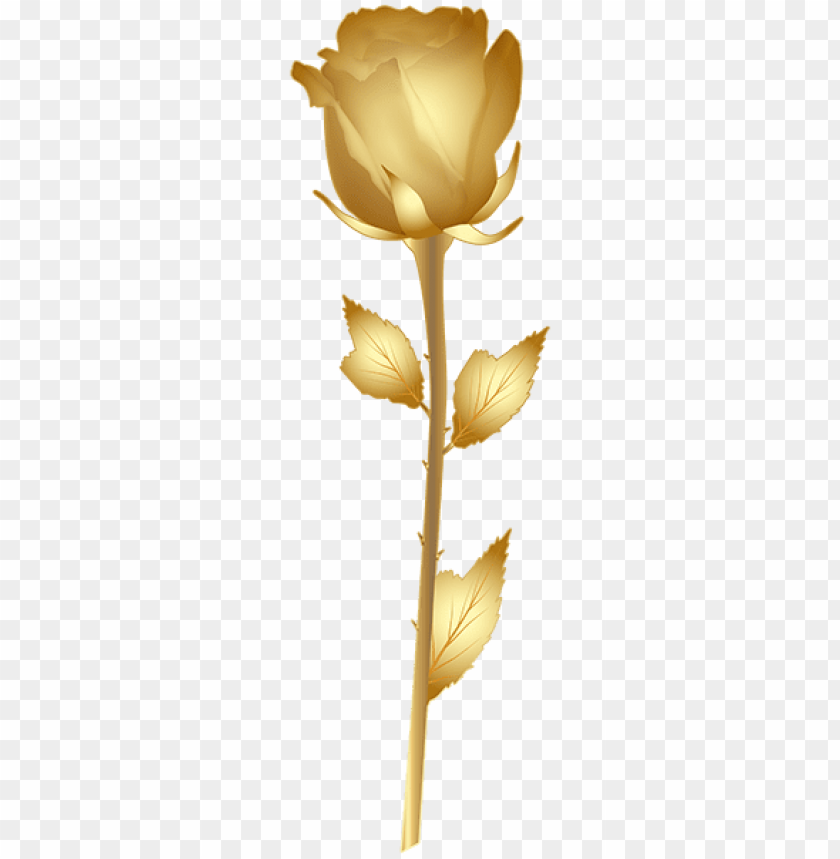 Free download | HD PNG PNG image of beautiful gold rose with a clear ...