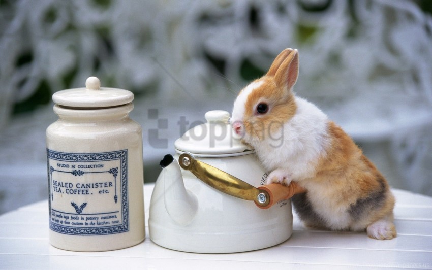 Free download | HD PNG beautiful rabbit table tea wallpaper background ...