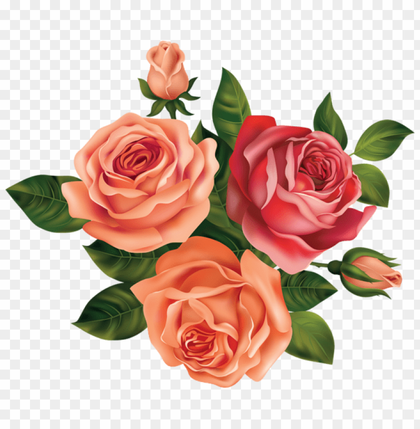 Free download | HD PNG PNG image of beautiful roses with a clear ...