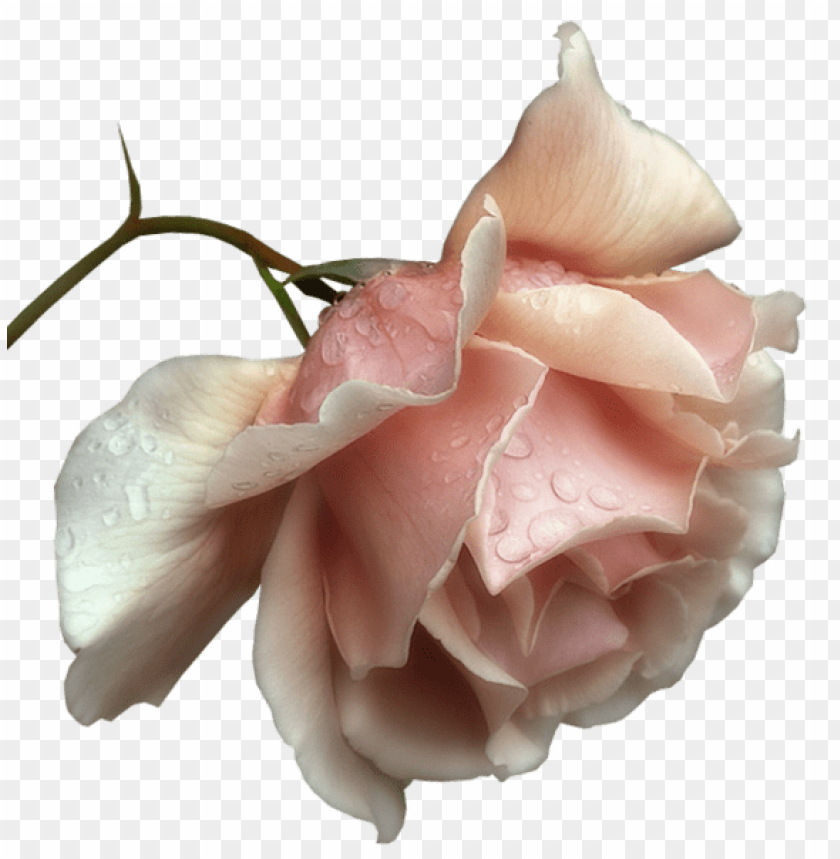 Free download | HD PNG Download beautiful transparent rose png images ...
