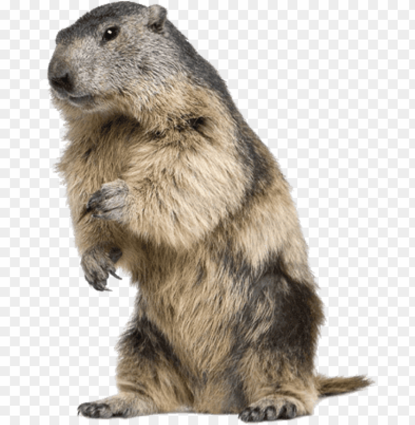 Free download | HD PNG beaver standing | TOPpng