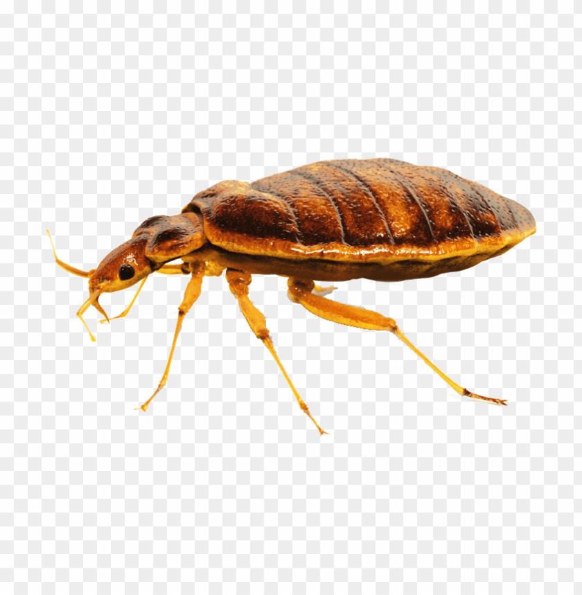 Free download | HD PNG bed bug close up | TOPpng