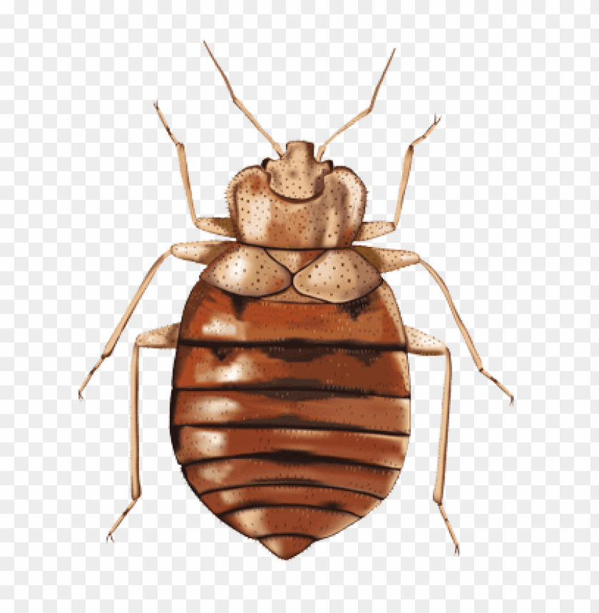 Free download | HD PNG bed bug illustration png images background - Image ID 65285 | TOPpng