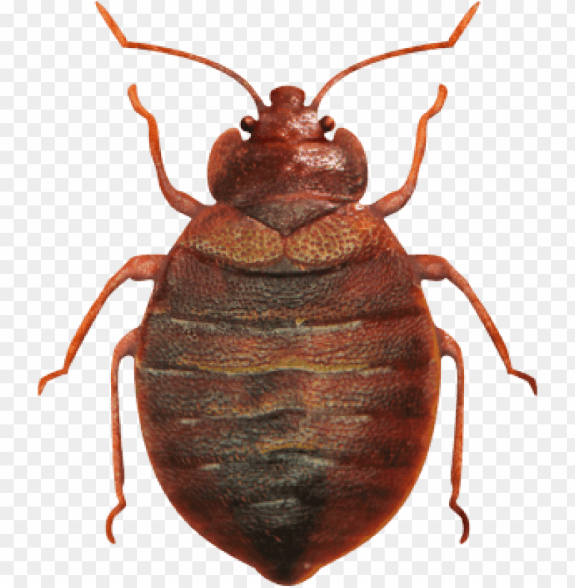 Free download | HD PNG bed bug top view | TOPpng