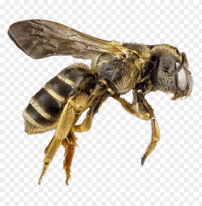 Free download | HD PNG bee flying png | TOPpng
