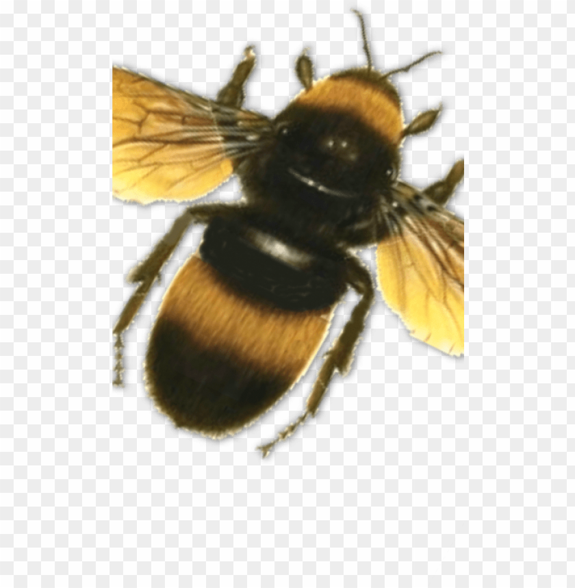 Free download | HD PNG bee 430x860 bees psd PNG transparent with Clear ...