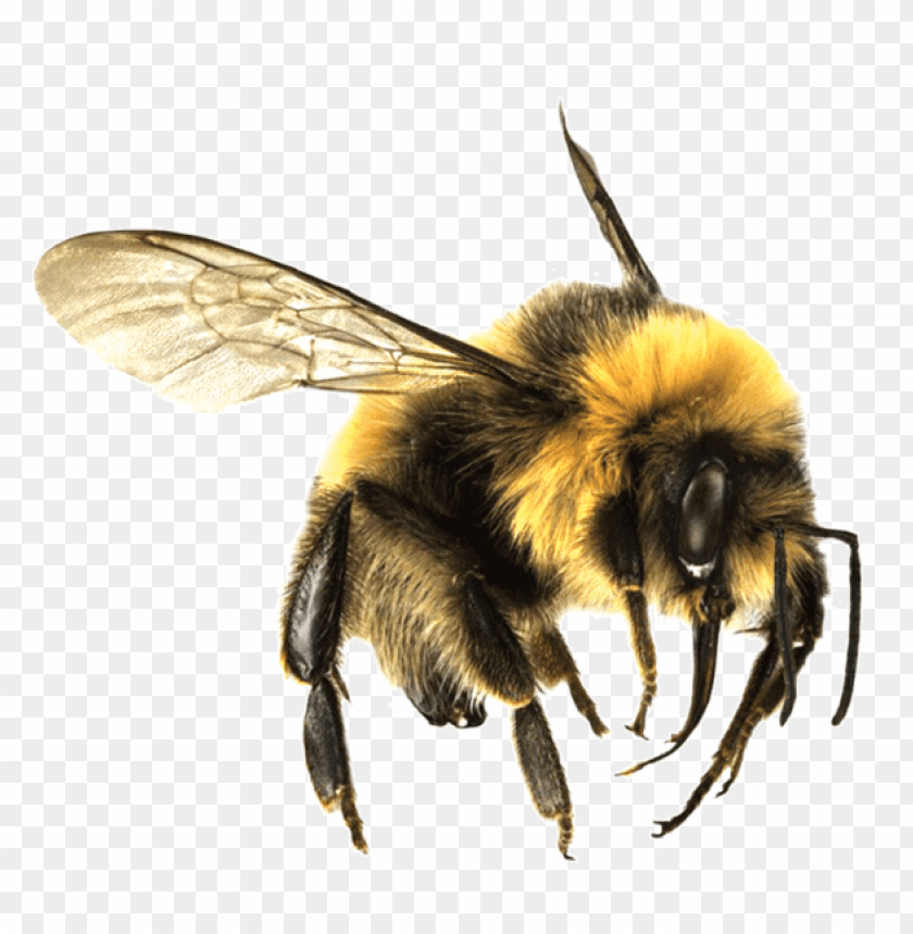 Download bee large png - Free PNG Images | TOPpng