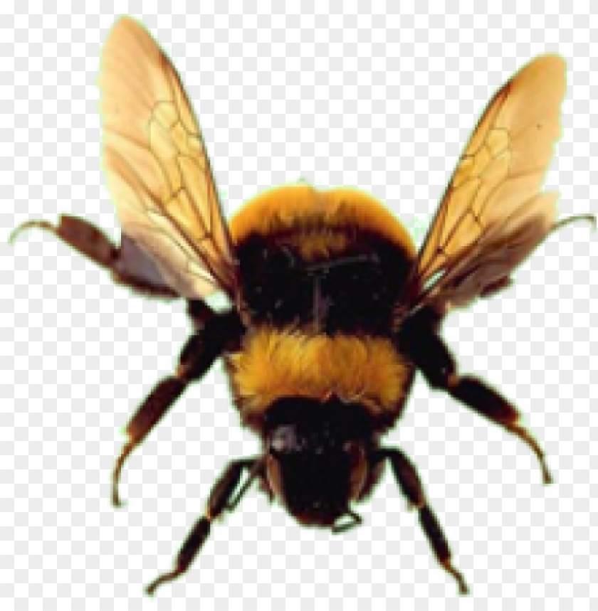 Free download | HD PNG bee png download free bumble bee no background ...