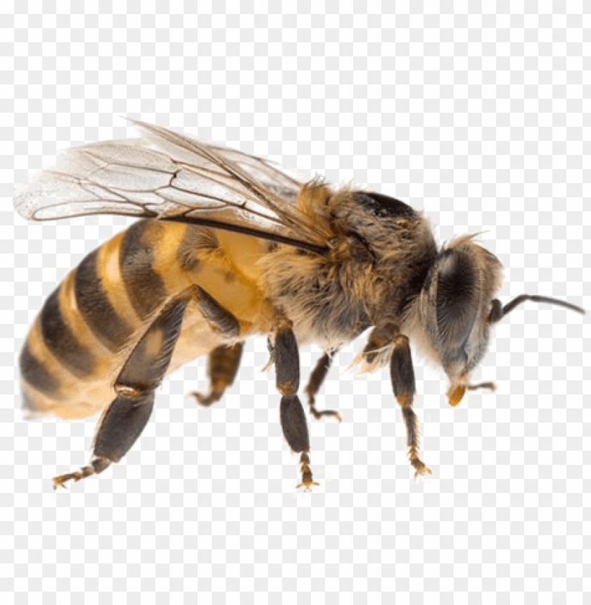 Free download | HD PNG bee png image background bee stock PNG ...