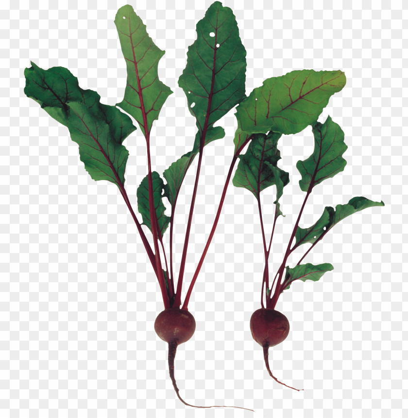 Free download | HD PNG fresh red beetroot with long stems and leaves ...