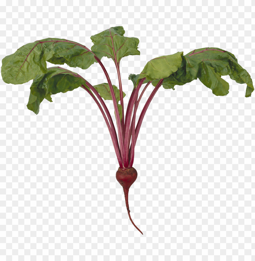 Free download | HD PNG fresh beetroot with long green stems and leaves ...