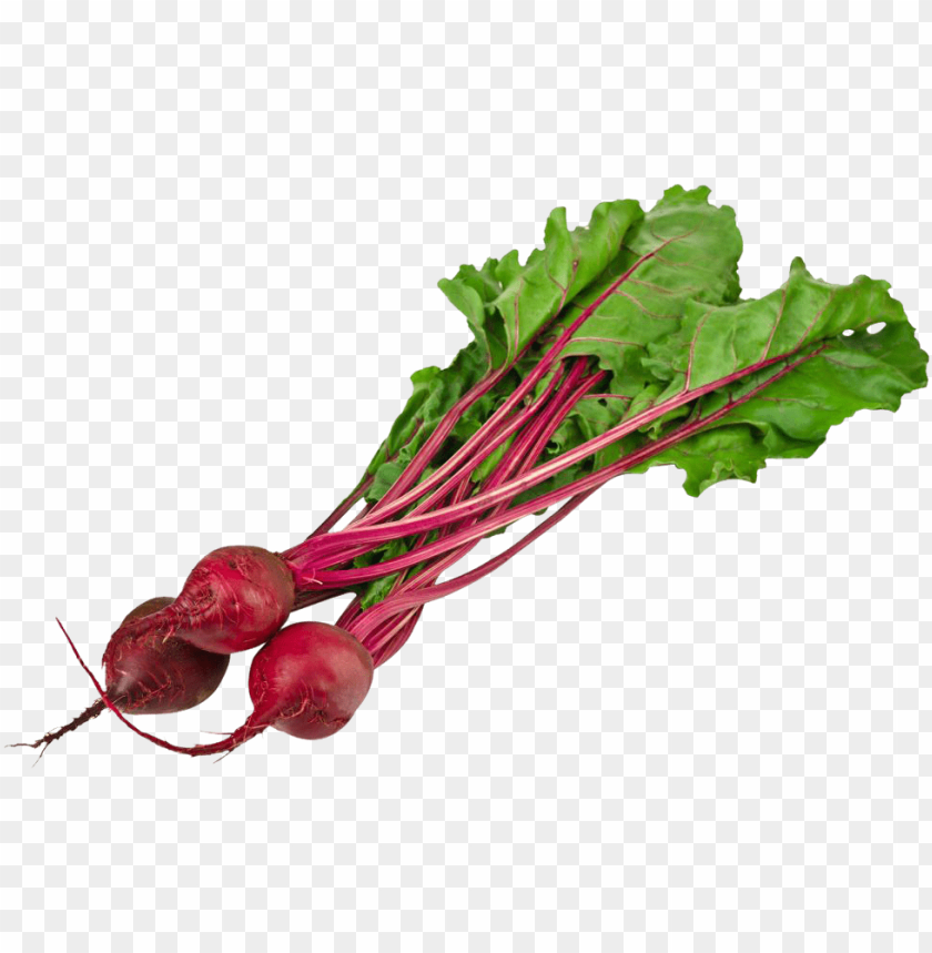 Free download | HD PNG fresh beet leaves with purple stems png PNG ...