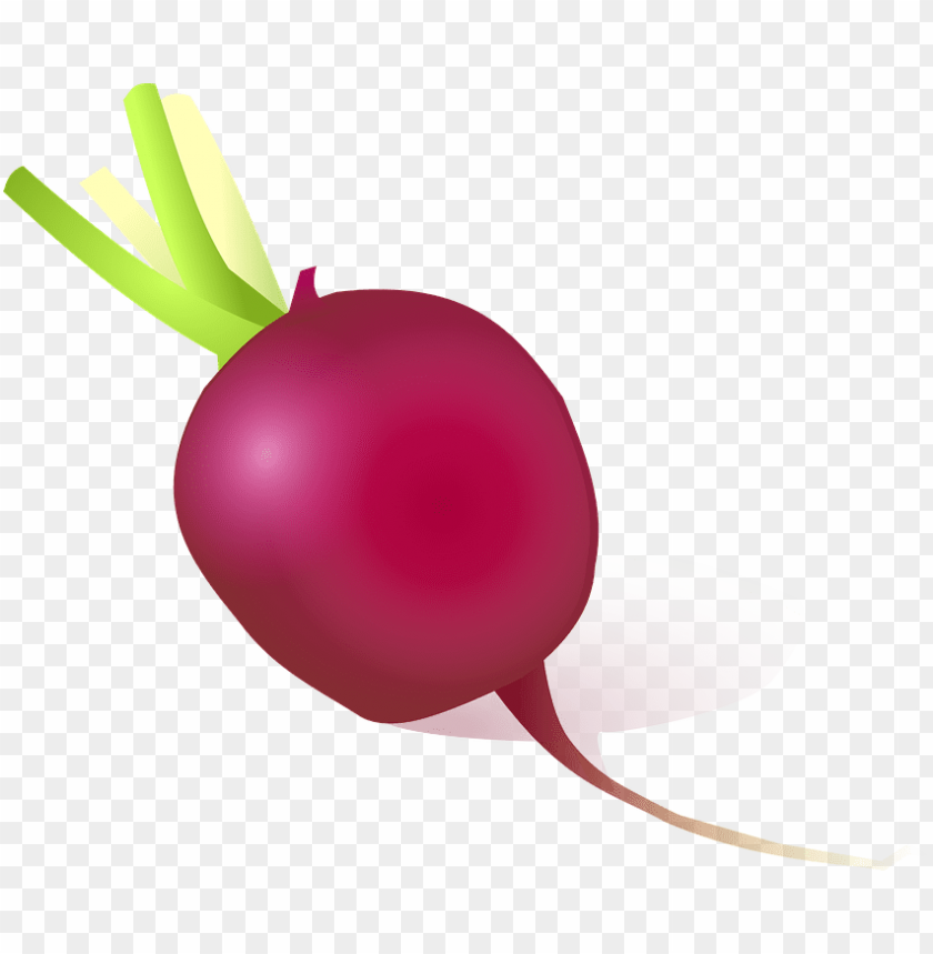 Free download | HD PNG fresh purple beet with green leaves illustration clipart png photo ...