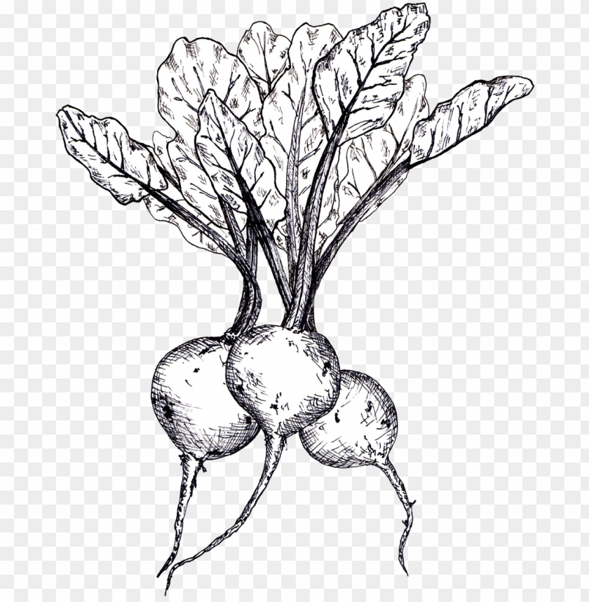 Free download | HD PNG beets linedrawing beetroot PNG transparent with ...