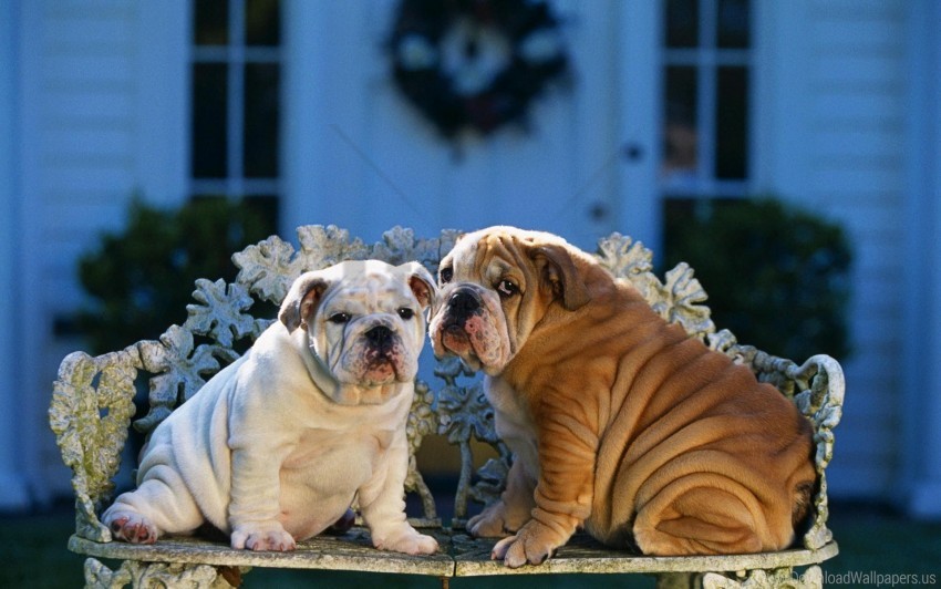 Free download | HD PNG bench bulldogs couple design sitting wallpaper ...