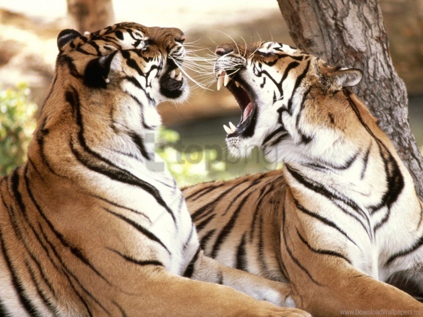 Free download | HD PNG bengal tigers wallpaper background best stock ...