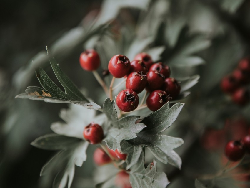 Free download | HD PNG berries red bunch leaves branch 4k wallpaper ...
