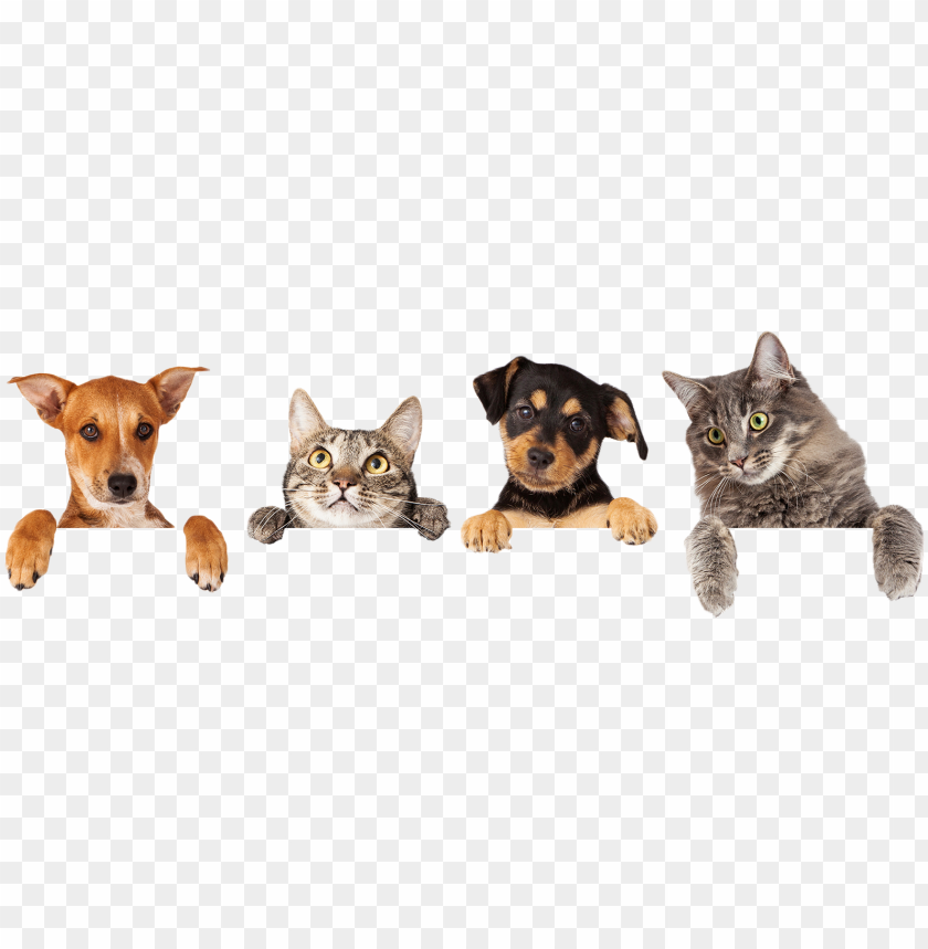 Free download | HD PNG best pets veterinary hospital is your ...