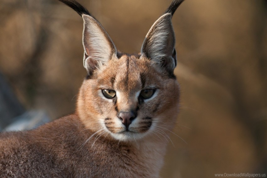 Free download | HD PNG big cat blurring eyes lynx muzzle predator wallpaper background best ...