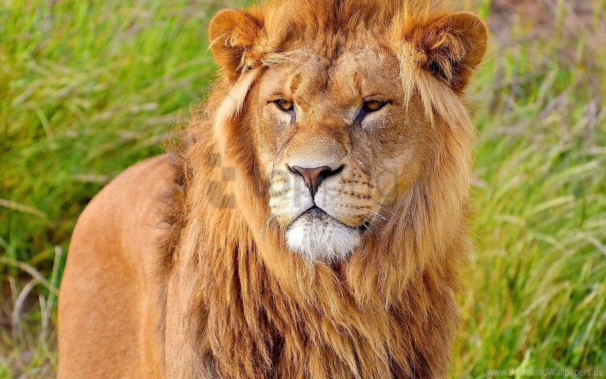 Free download | HD PNG big cat carnivore face lion mane wallpaper ...