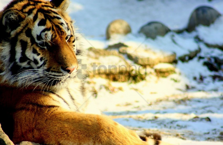 Free download | HD PNG big cat down predator snow tiger wallpaper ...