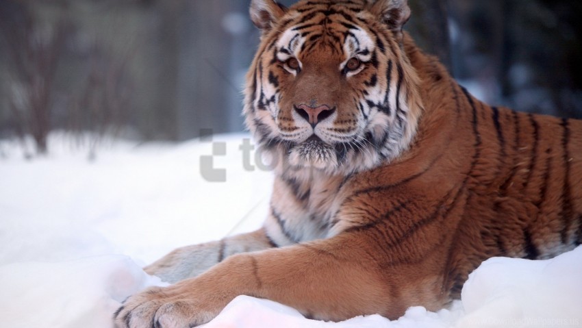 Free download | HD PNG big cat down predator snow tiger wallpaper ...
