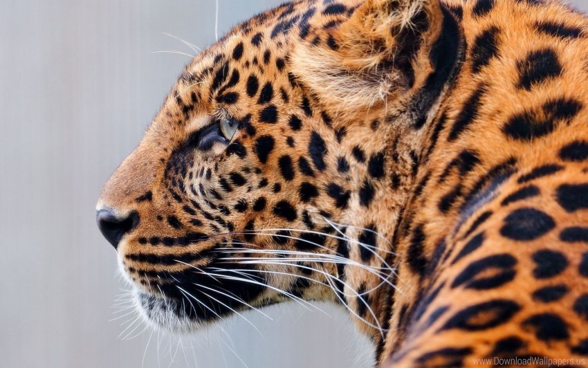 Free download | HD PNG big cat face leopard predator speckled wallpaper ...