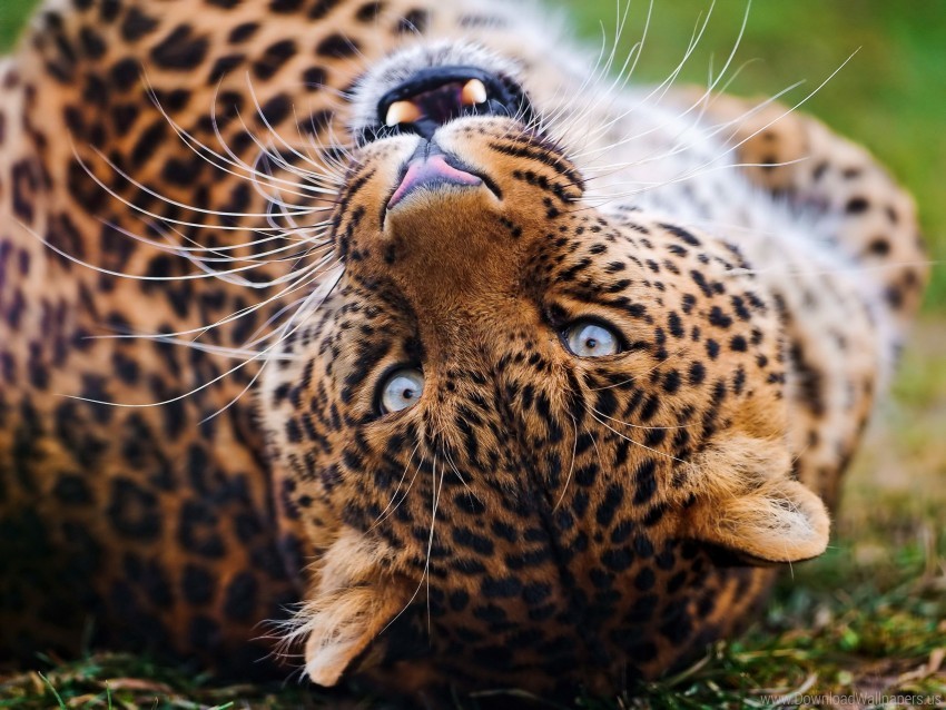 Free download | HD PNG big cat face leopard predator spotted wallpaper ...