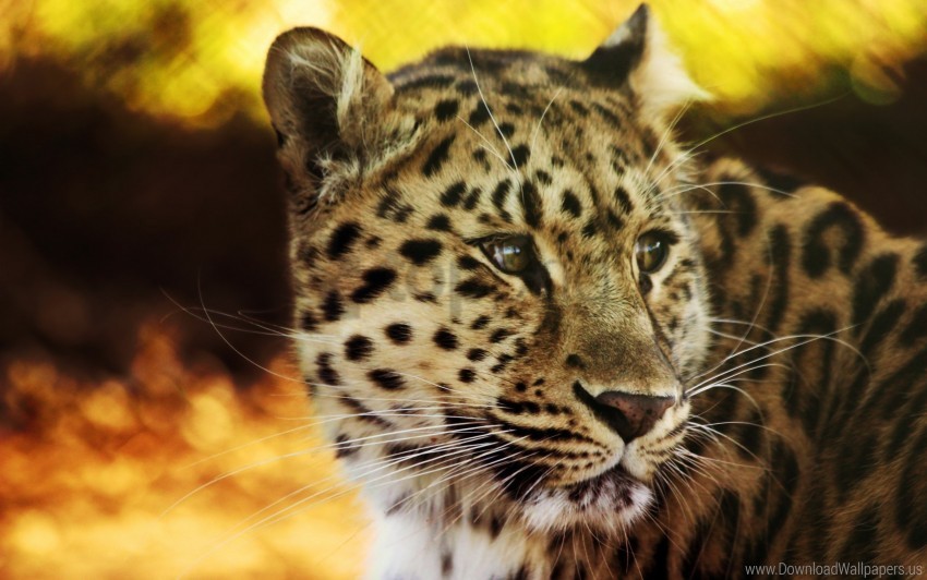 Free download | HD PNG big cat face leopard predator spotted wallpaper ...