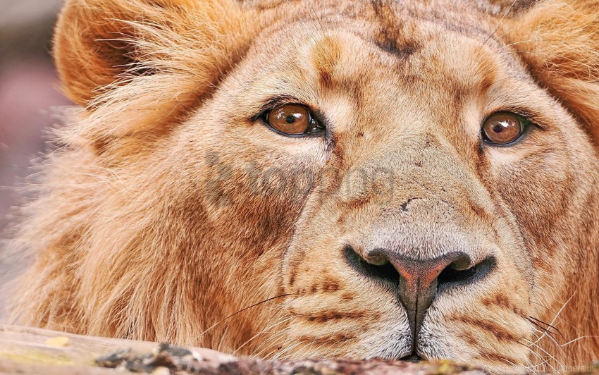 Free download | HD PNG big cat face lion predator wallpaper background ...
