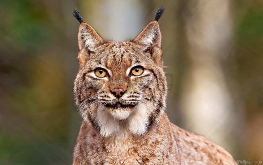 Free download | HD PNG big cat face lynx predator wallpaper background best stock photos - Image ...