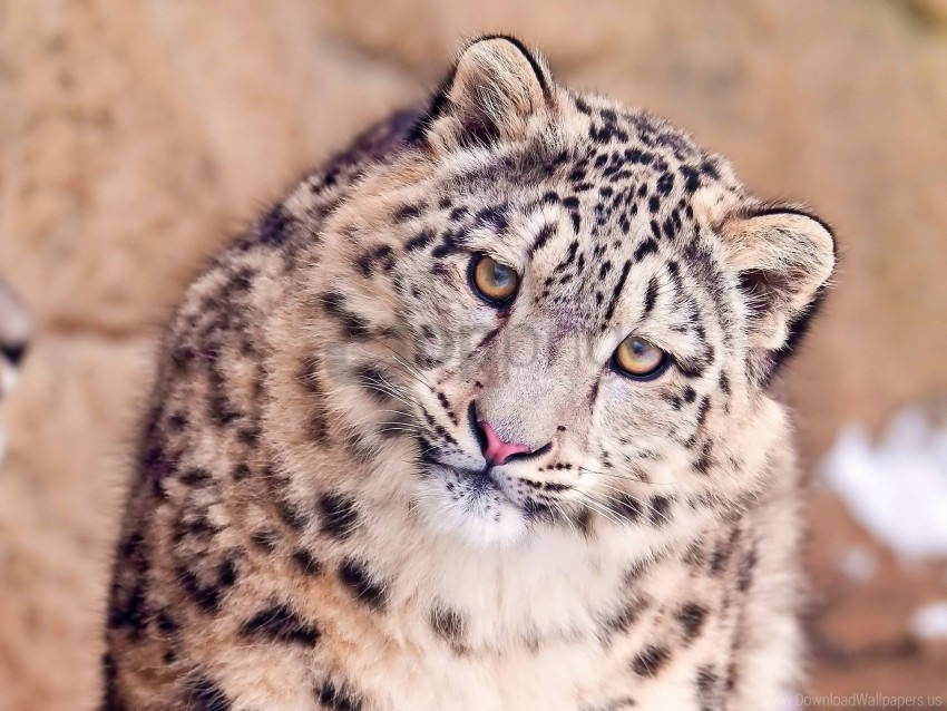 Free download | HD PNG big cat face predator snow leopard spotted ...