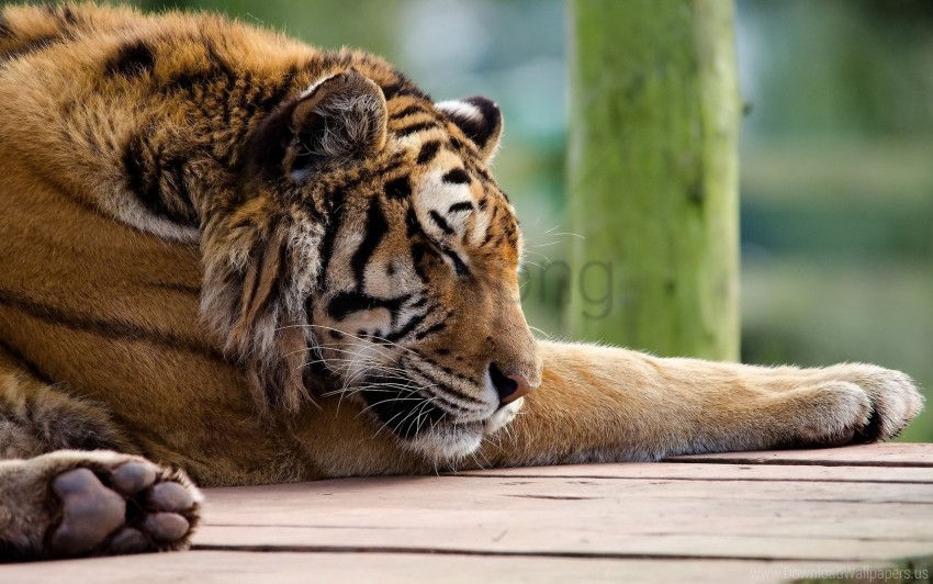 Big Cat Face Predator Tiger Wallpaper Png Free P cutout PNG & clipart ...