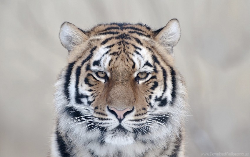 Free download | HD PNG big cat face predator tiger wallpaper background ...