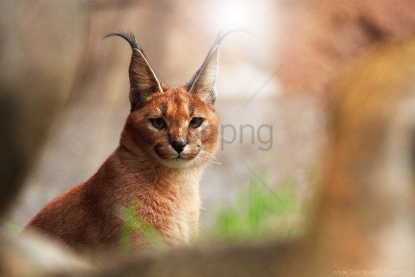 Free download | HD PNG big cat flare lynx muzzle predator wallpaper background best stock photos ...