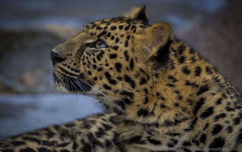 Free download | HD PNG big cat interest leopard look wallpaper ...