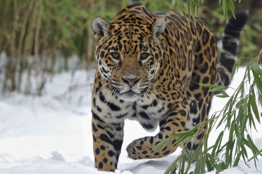 Free download | HD PNG big cat jaguar snow walk wallpaper background ...